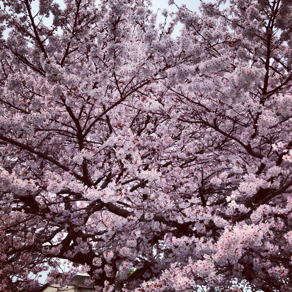 Hanami | JapaneseLearning.com